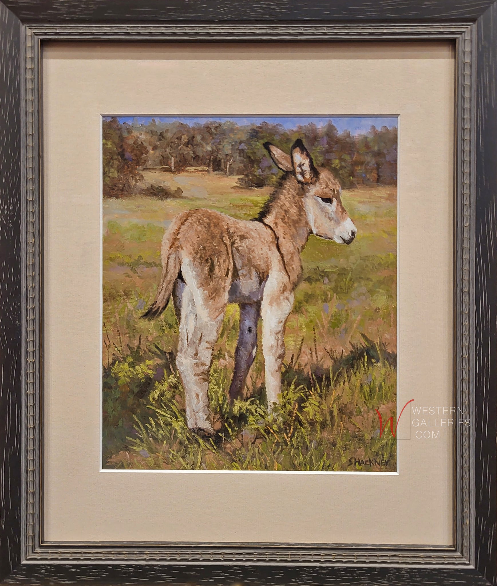 Baby Donkey Framed Print by Susan Hackney | Western Galleries